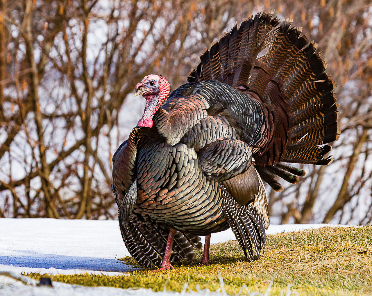 They only look gawky | News, Sports, Jobs - Adirondack Daily Enterprise